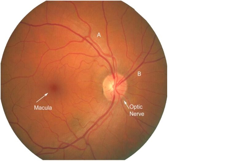 Crystal PM Patient Forms